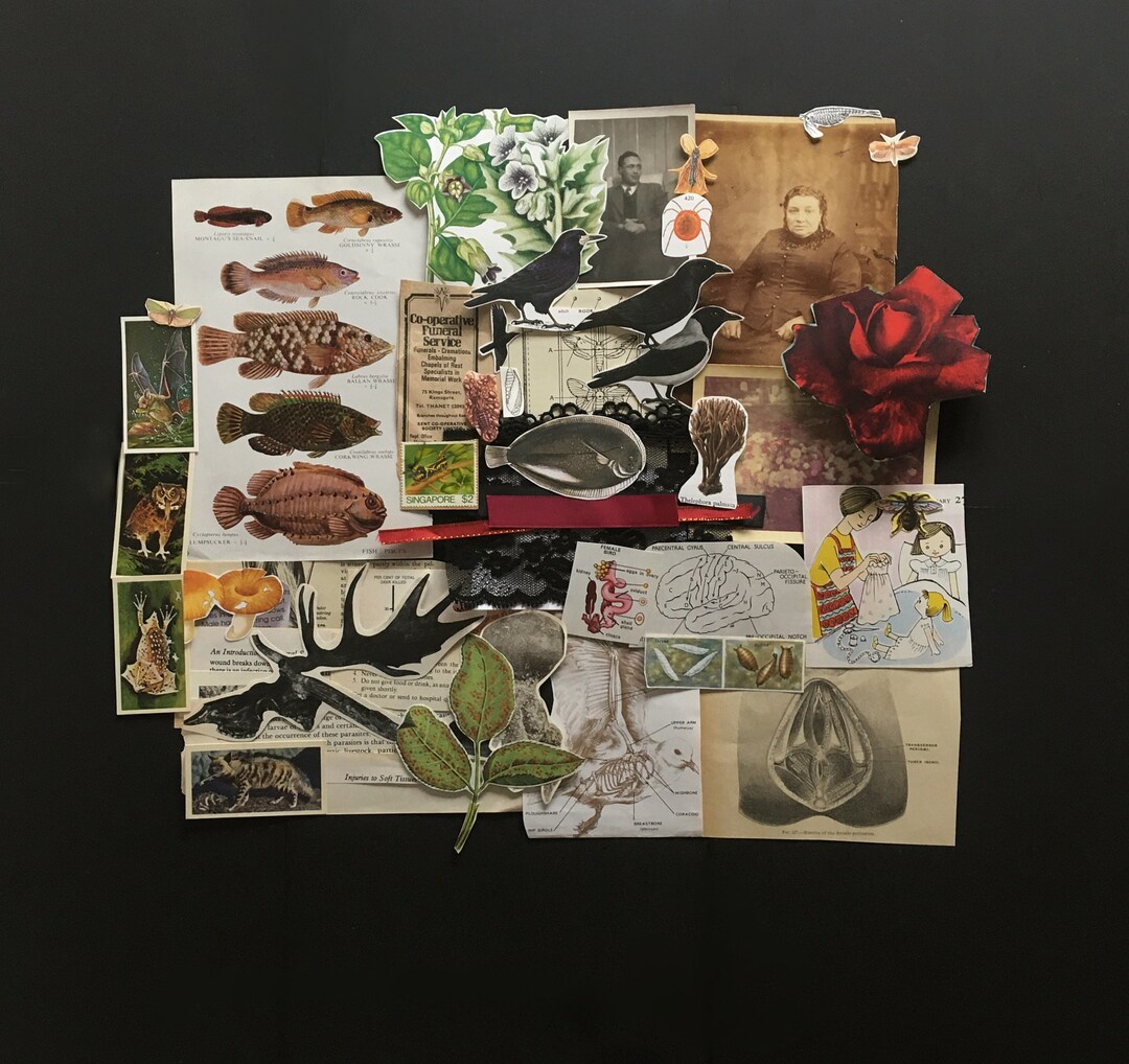 Unique Dark Curiosity / Macabre Ephemera Pack - Etsy UK