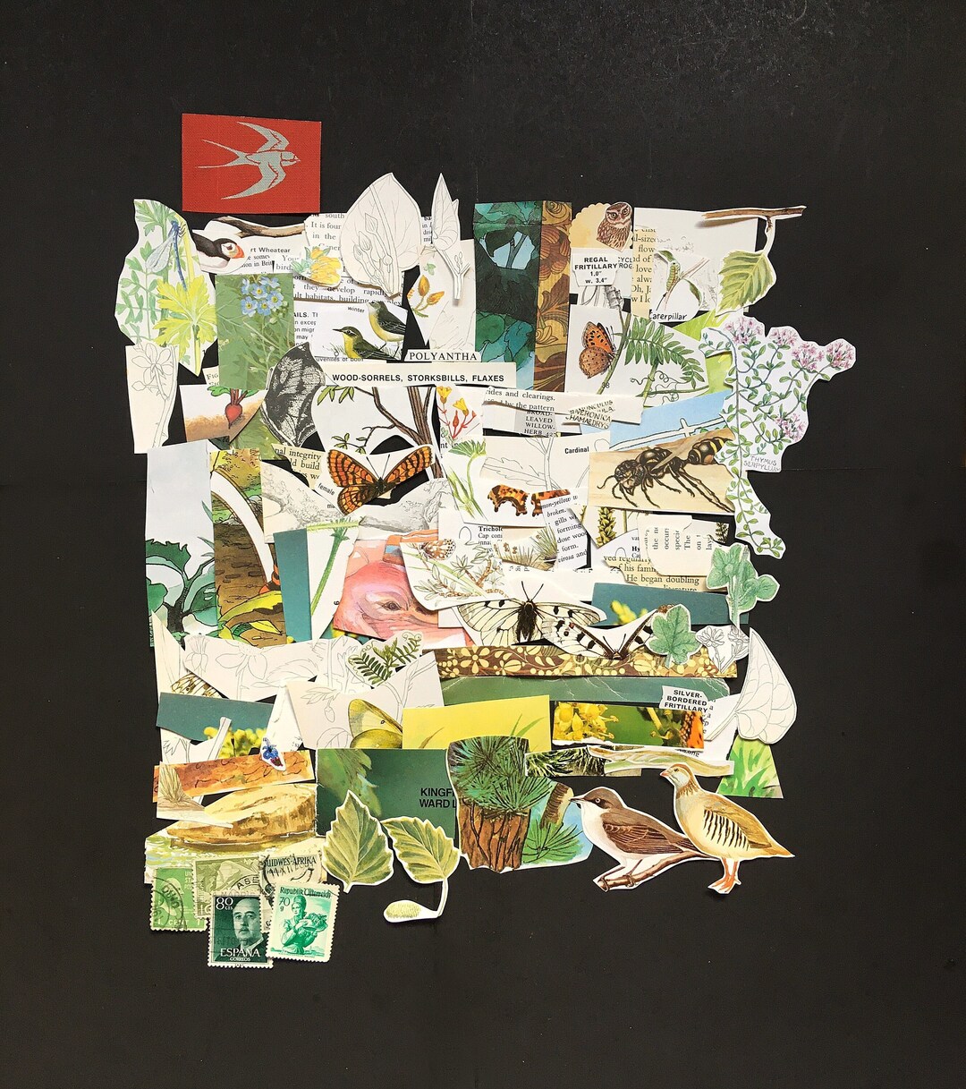 Unique Biology Snippets, With Vintage Stamps and Bird Cutouts - Etsy