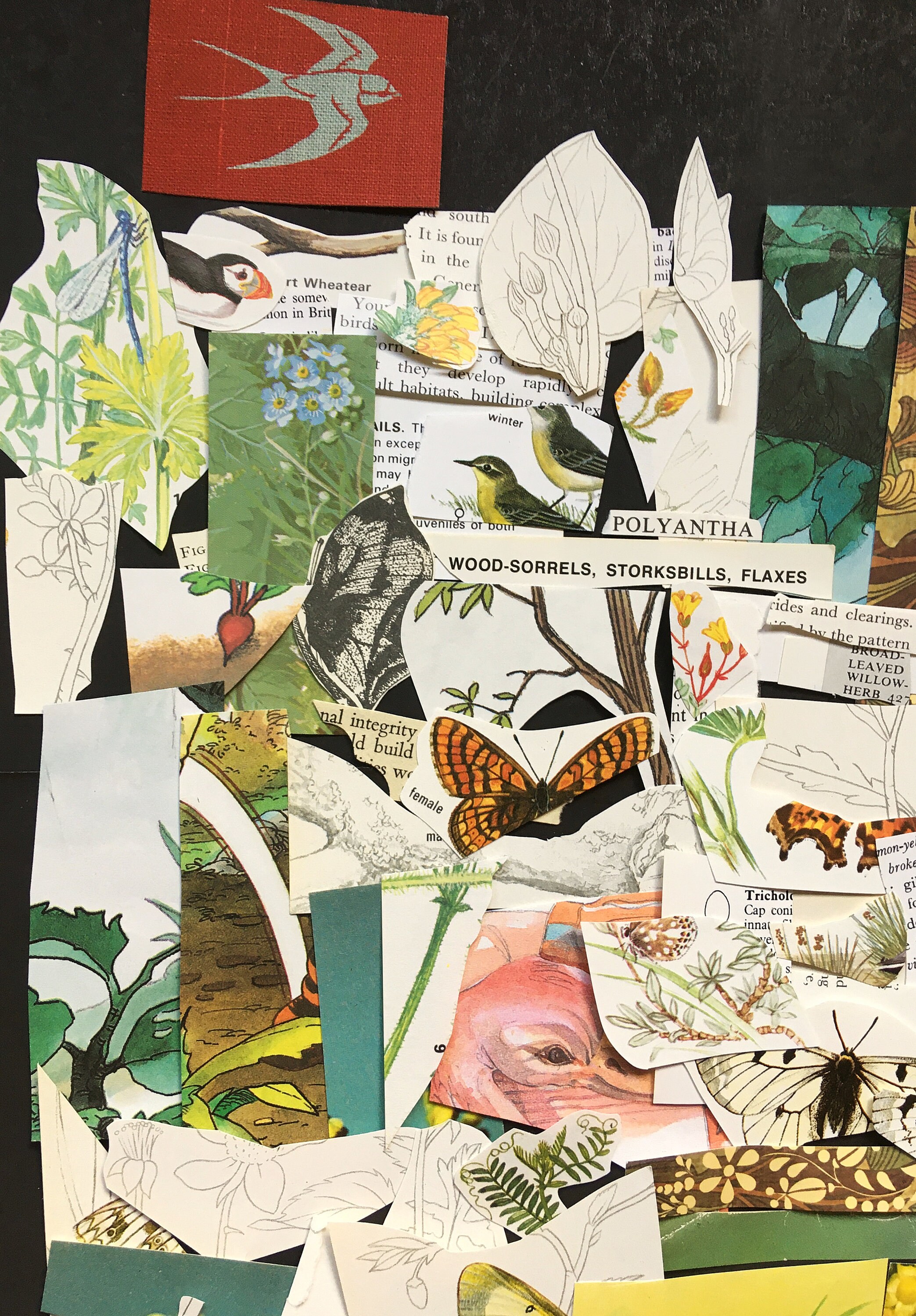 Unique Biology Snippets, With Vintage Stamps and Bird Cutouts - Etsy