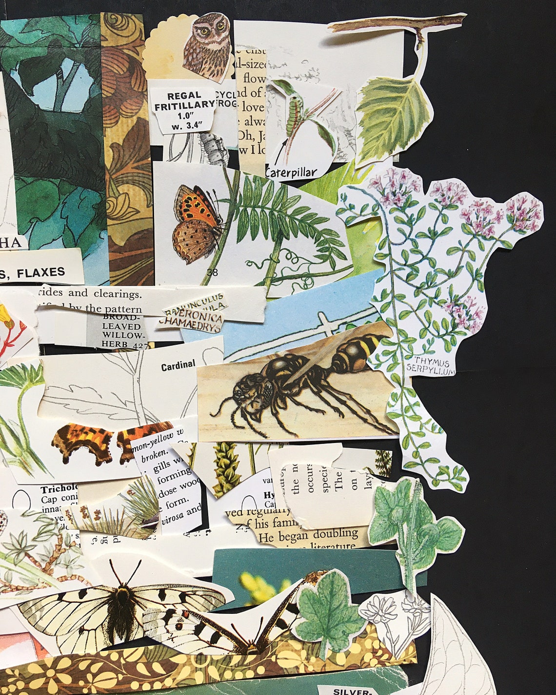 Unique Biology Snippets, With Vintage Stamps and Bird Cutouts - Etsy