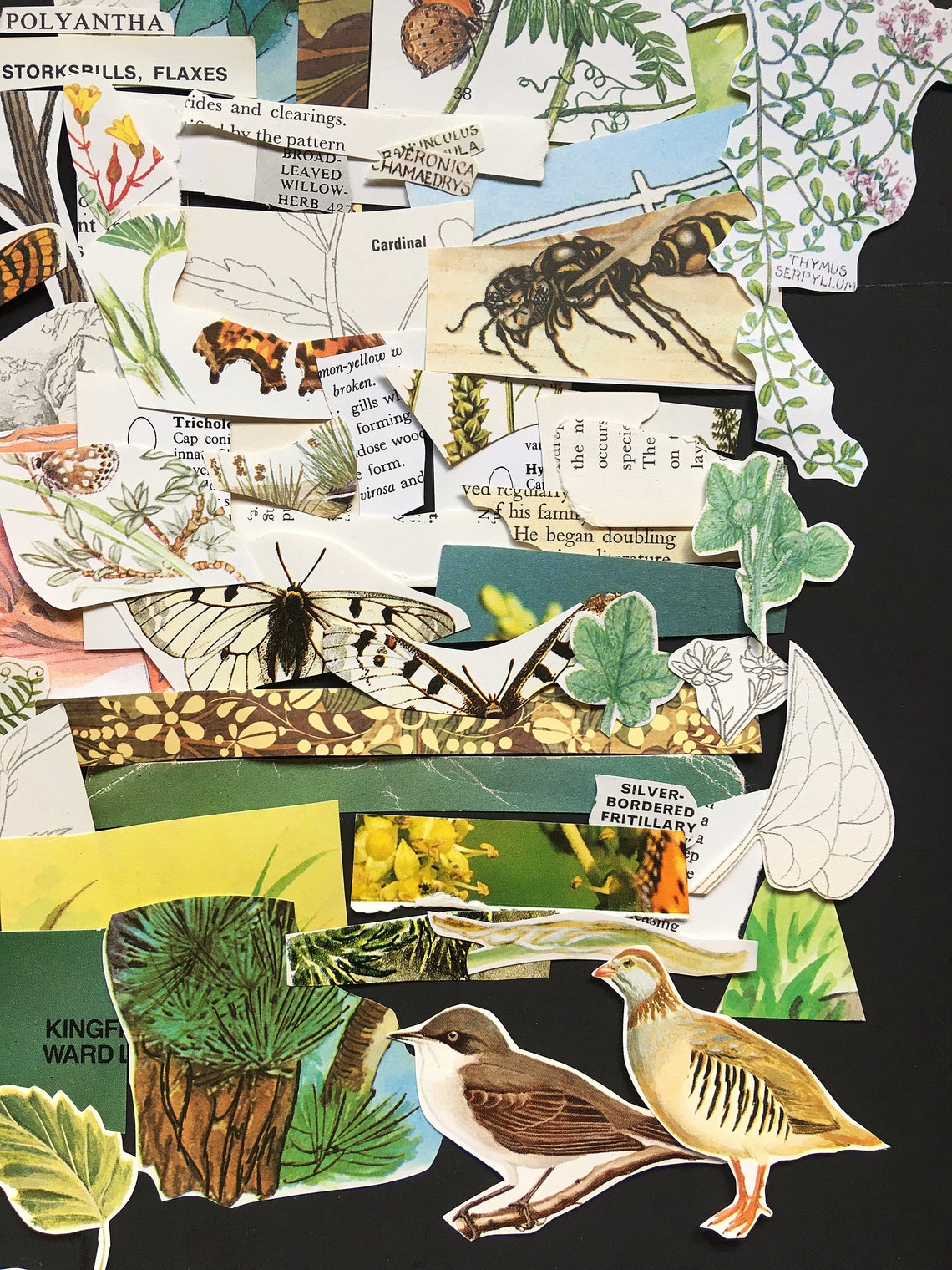 Unique Biology Snippets, With Vintage Stamps and Bird Cutouts - Etsy