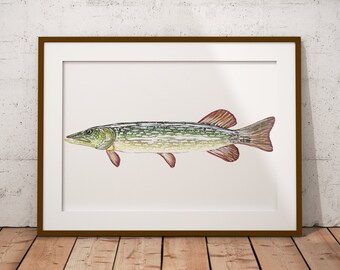 Northern Pike Print - Etsy