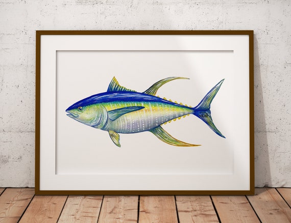 Yellowtail Tuna Drawing