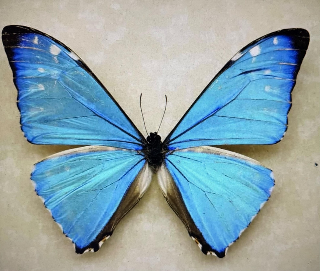 Lot of 3 Morpho Zephyritis (metallic Blue) A1. Good Condition.unmounted ...