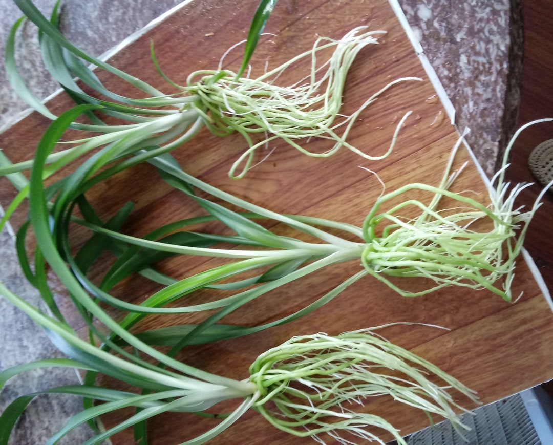 Spider Plant Cuttings - Etsy
