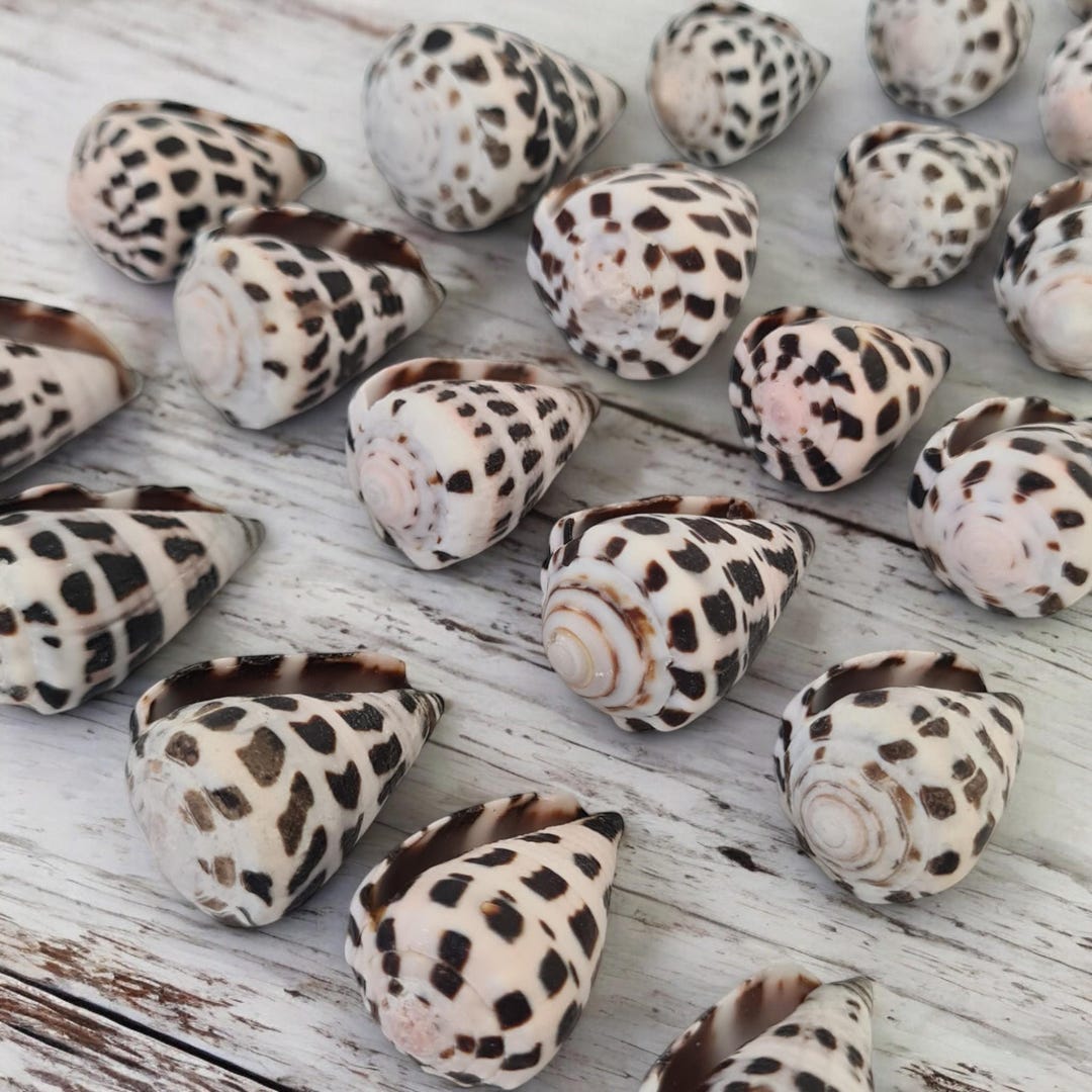 Hebrew Cone Shells, Conus Ebraeus, Wholesale Seashells, Black & White ...