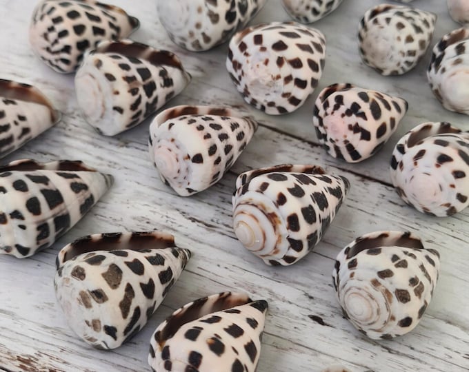 Hebrew Cone Shells, Conus Ebraeus, Wholesale Seashells, Black & White ...