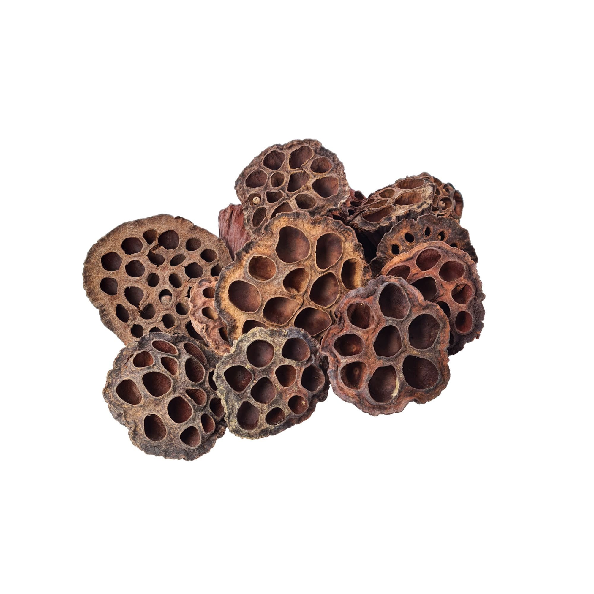 Dried Lotus Seed Pods