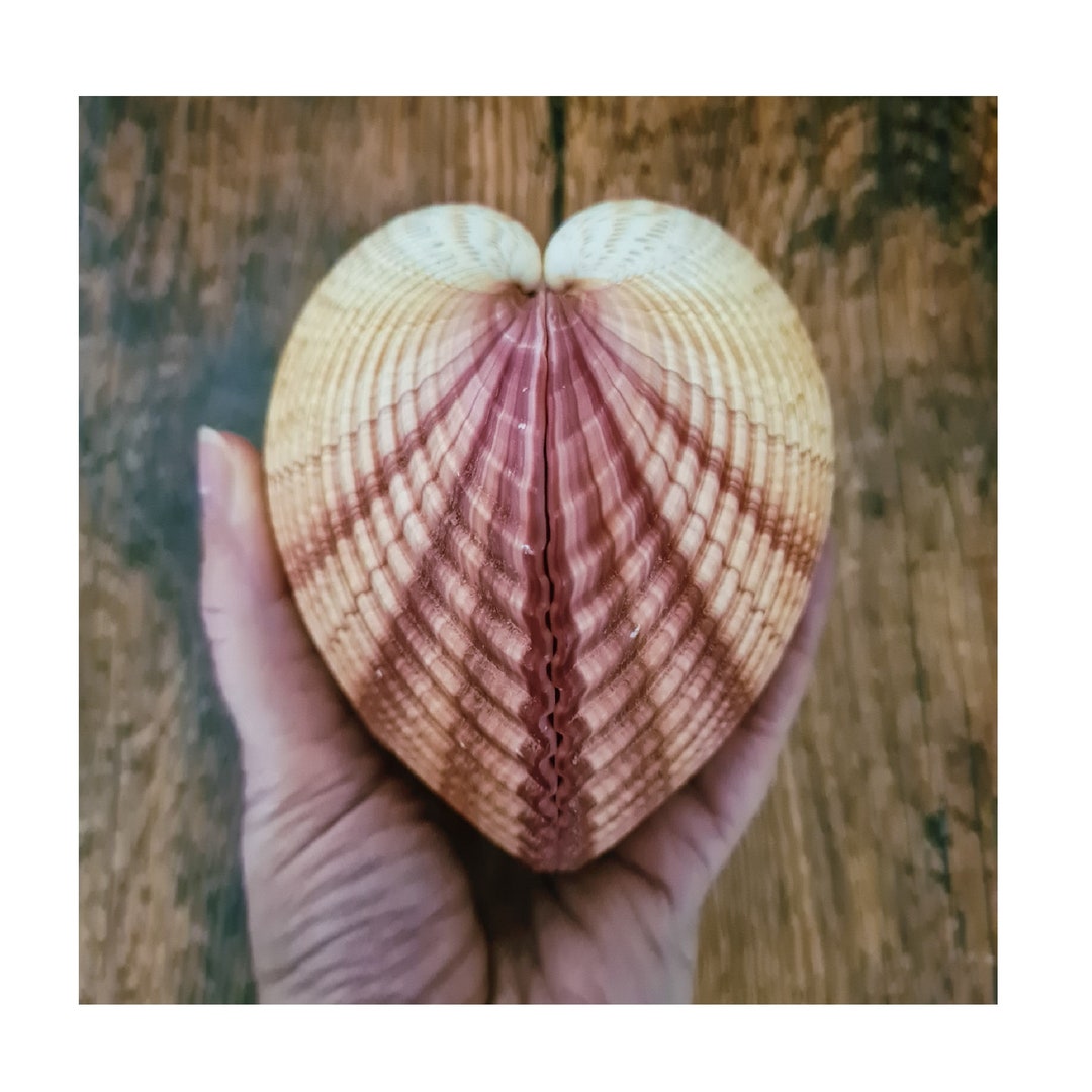 Giant Pink Heart Clam / Cardium Pseudolima / 8-10cm / Collectable Giant ...