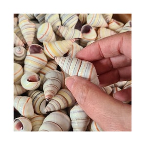 Pale Candy Cane Land Snail (liguus Virgineus) | Caribbean Island Native ...