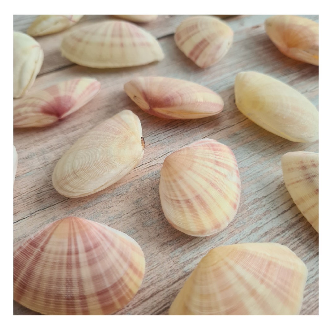 Sunrise Tellin Shell Pairs / Natural Pink Pastel Clam Seashells ...