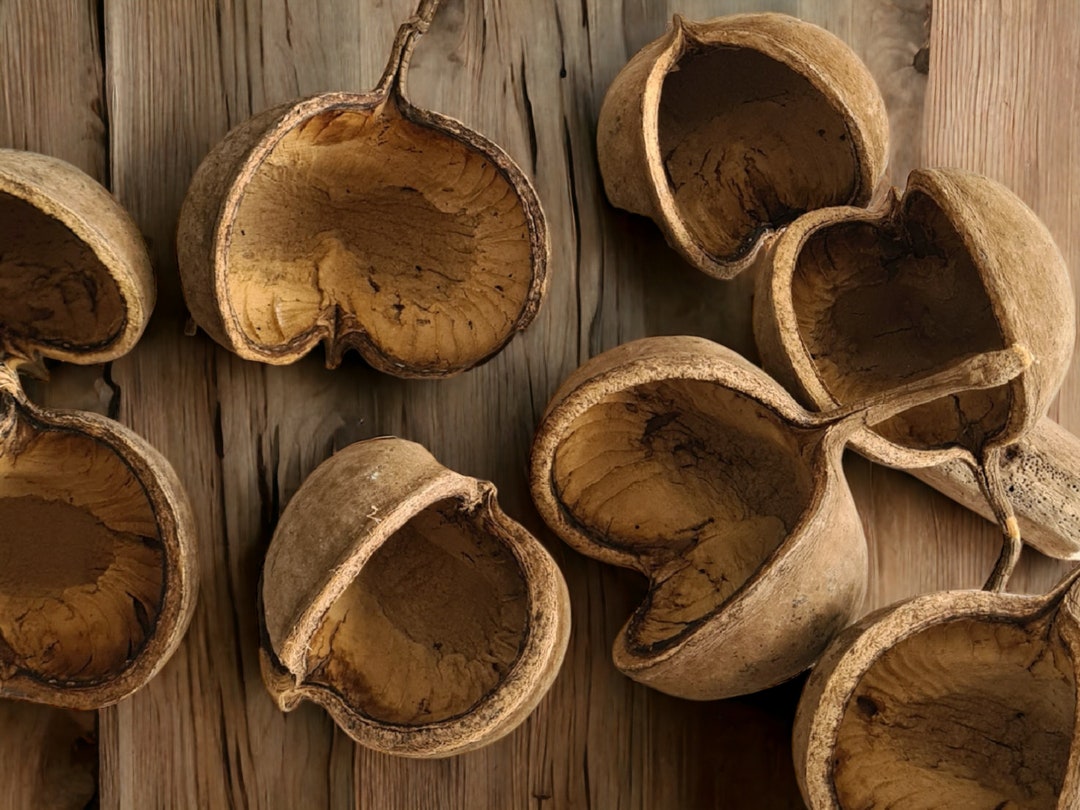 Buddha Nuts, 8 to 10 Cm, Natural Dried Seed Pod, Botanical Floral Decor ...