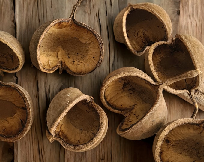 Buddha Nuts, 8 to 10 Cm, Natural Dried Seed Pod, Botanical Floral Decor ...