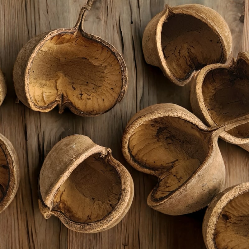 Dried Seed Pods - Etsy