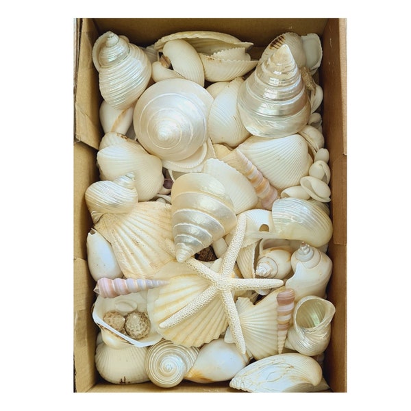 Sea Shells Wedding - Etsy