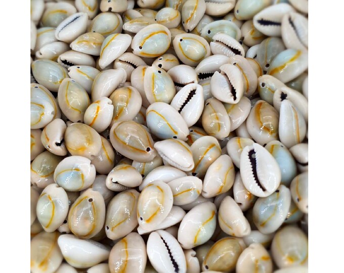 Real Cowrie Shells / Cut Ready for Jewelry Making & Crafts / Shells ...
