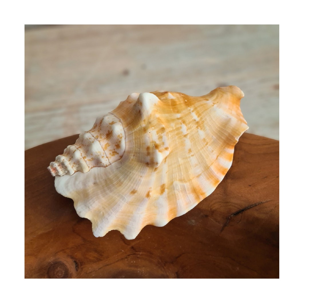 Laciniate Conch (sinustrombus Sinuatus) Seashell / 7-10cm / Ocean ...