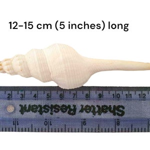 Tibia Spindle Sea Shells White Tibia Shell Long Pointy Shells Shabby ...