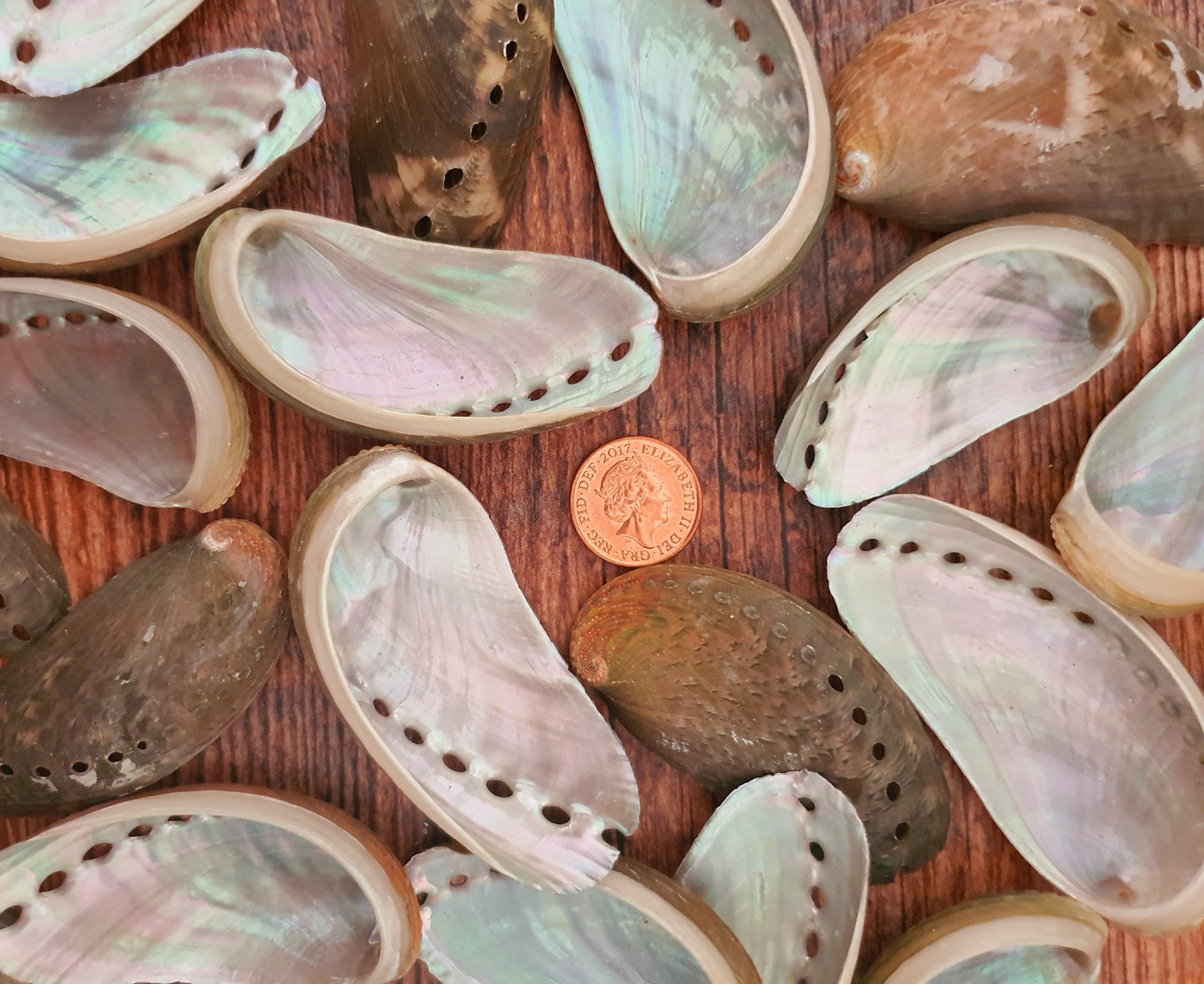Donkey Ear Abalone Shells Donkeys Ears Asses Ears Sea Shell Unpolished ...