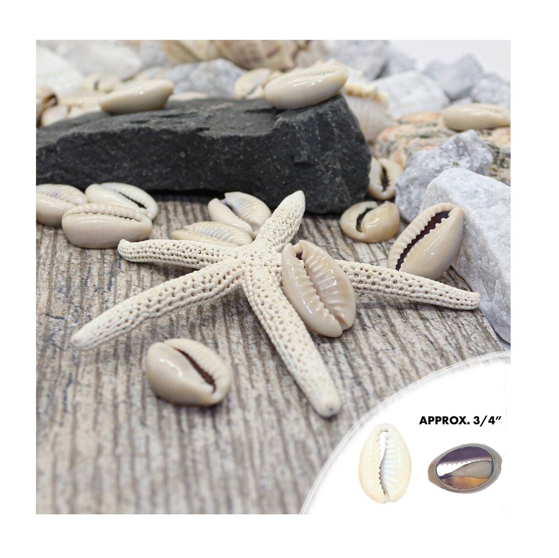 Real Cowrie Shells / Cut Ready for Jewelry Making & Crafts / - Etsy UK