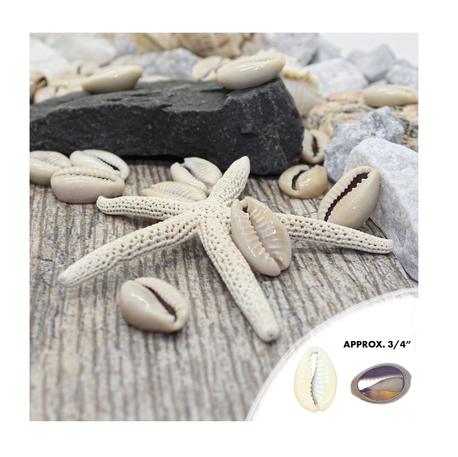 Real Cowrie Shells / Cut Ready for Jewelry Making & Crafts / Shells ...