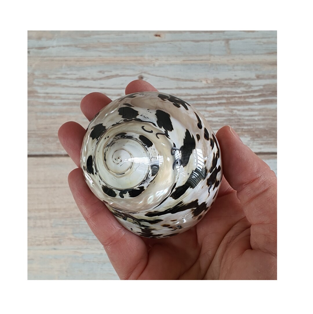 SEASHELL Spiral Polished Banded TURBO PICA 6-7 Cm / Deluxe Hermit Crab ...