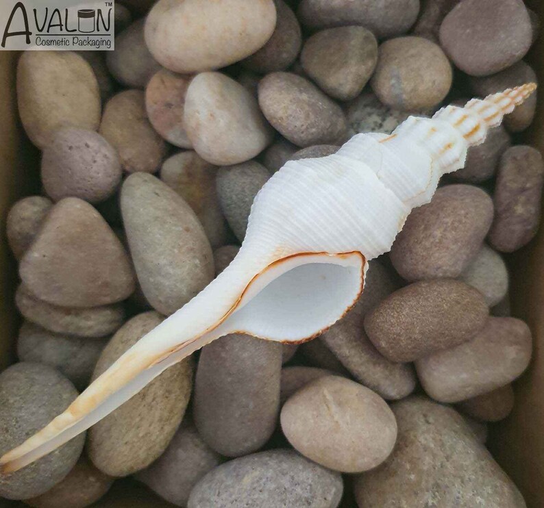 Tibia Spindle Sea Shells White Tibia Shell Long Pointy Shells - Etsy