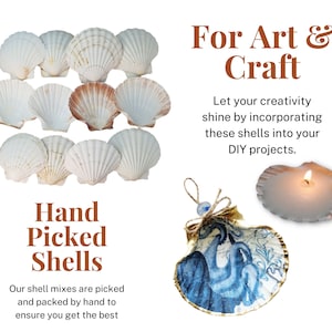 Natural Scallop Shells | Cleaned & Ready for Use | Available in Medium ...