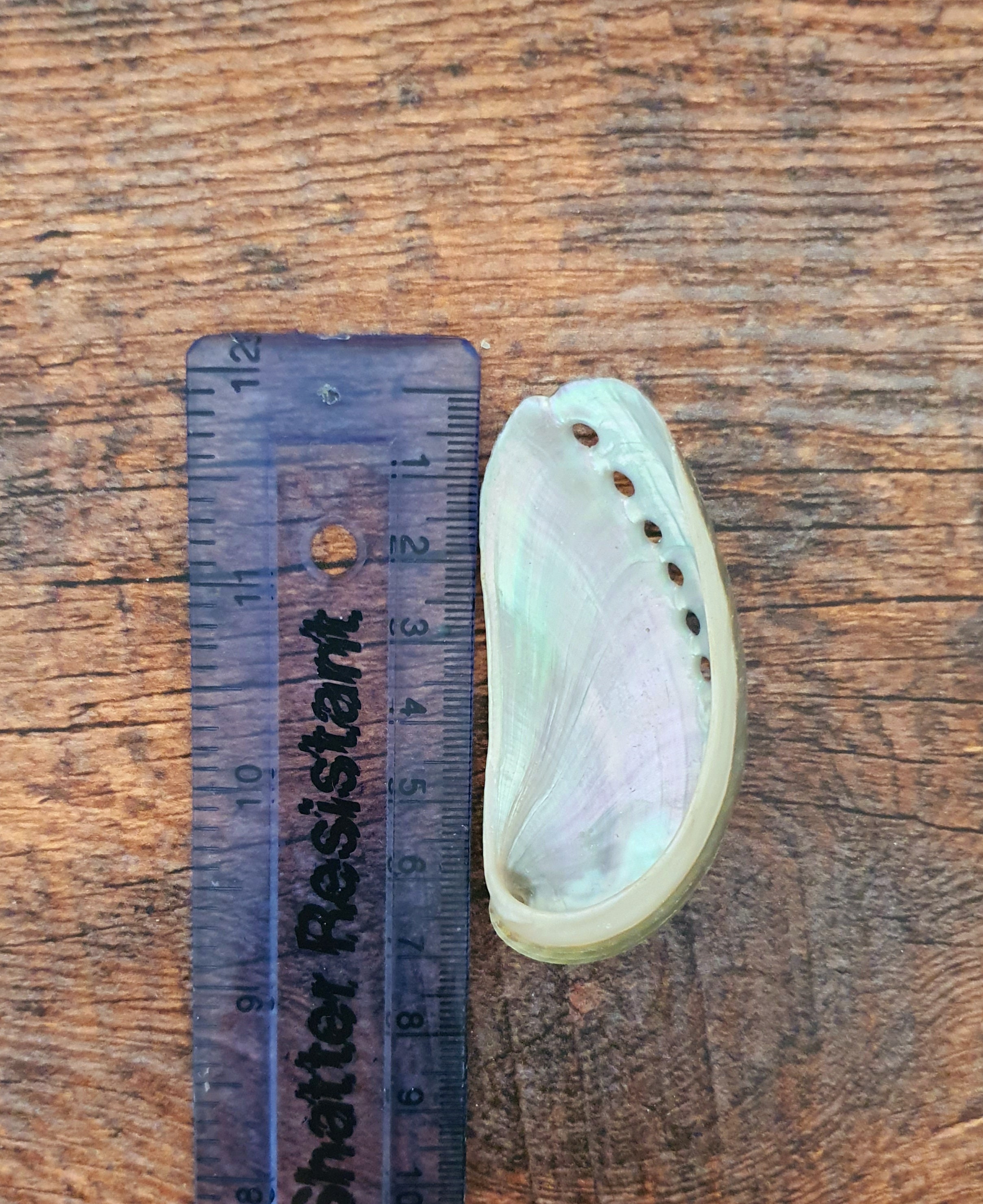 Donkey Ear Abalone Shells Donkeys Ears Asses Ears Sea Shell - Etsy