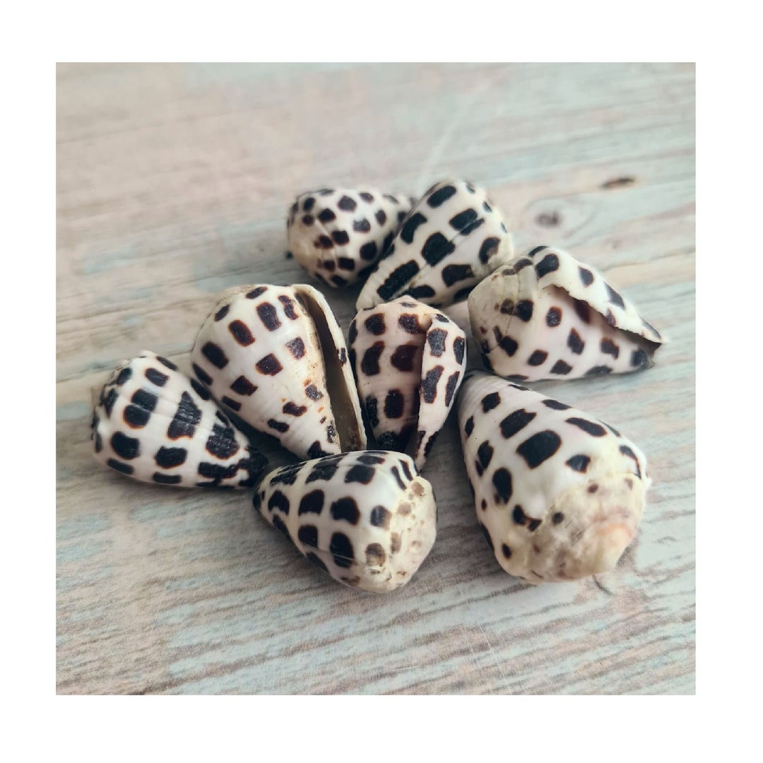 Pretty Seashells / Hebrew Cone Shells / 8 Pcs /collectable - Etsy