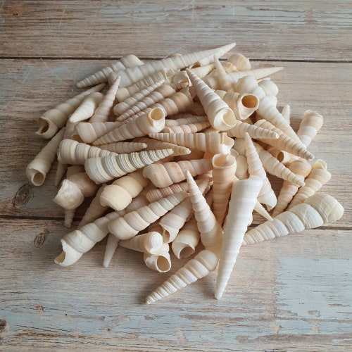 White Screw Shells 3-8cm Unicorn Horns Spiral Shell Beach - Etsy UK