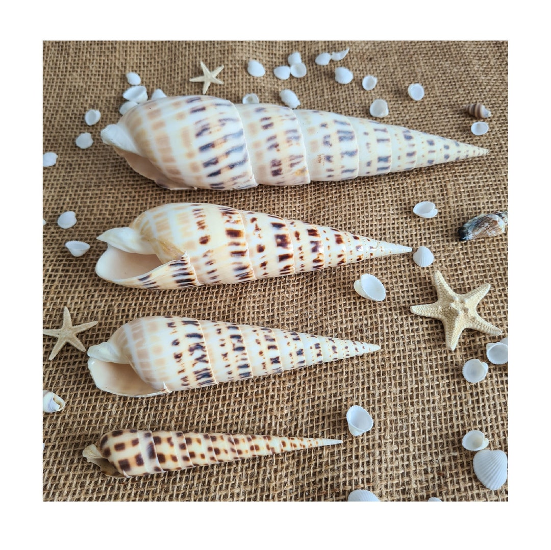 Terebra Maculata / Marlin Spike / Auger Shells / Spikes Long Spiral ...