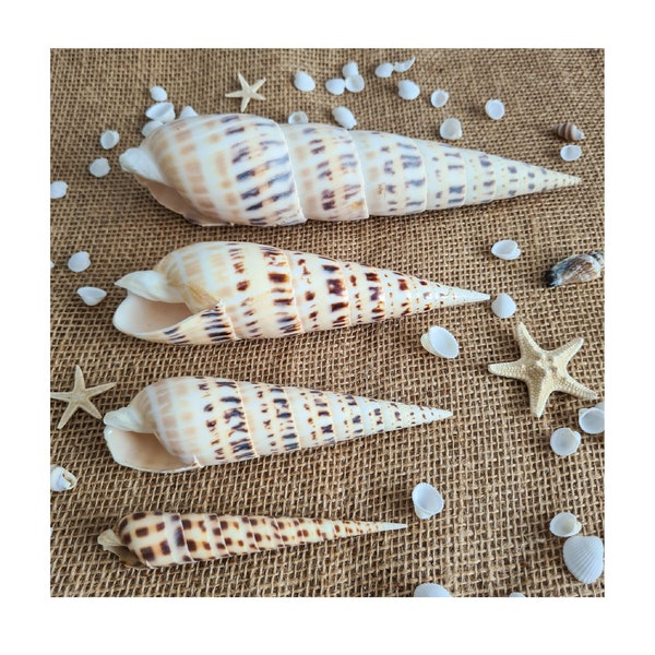Marlin Spike Seashell - Etsy UK