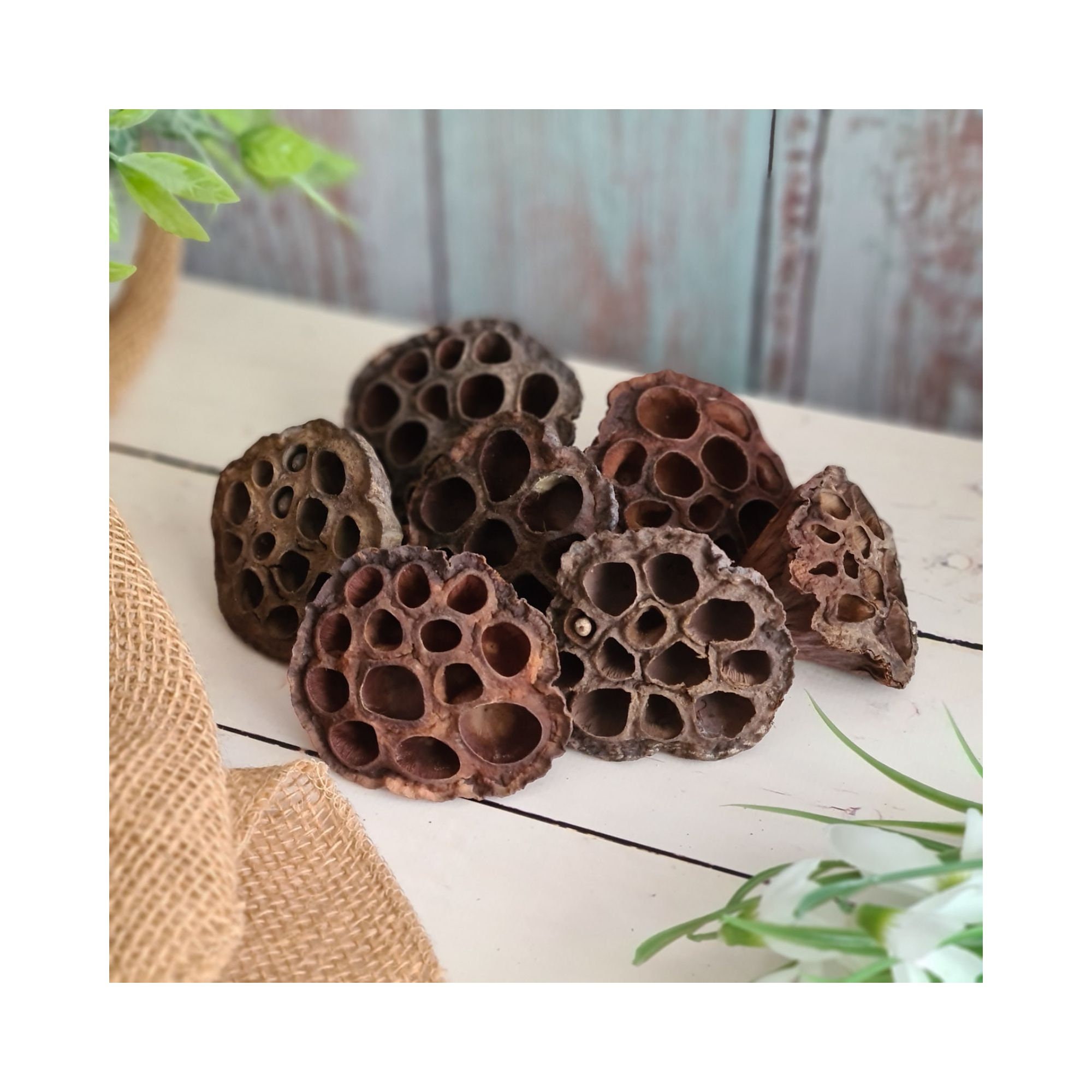 Dried Lotus Seed Pods