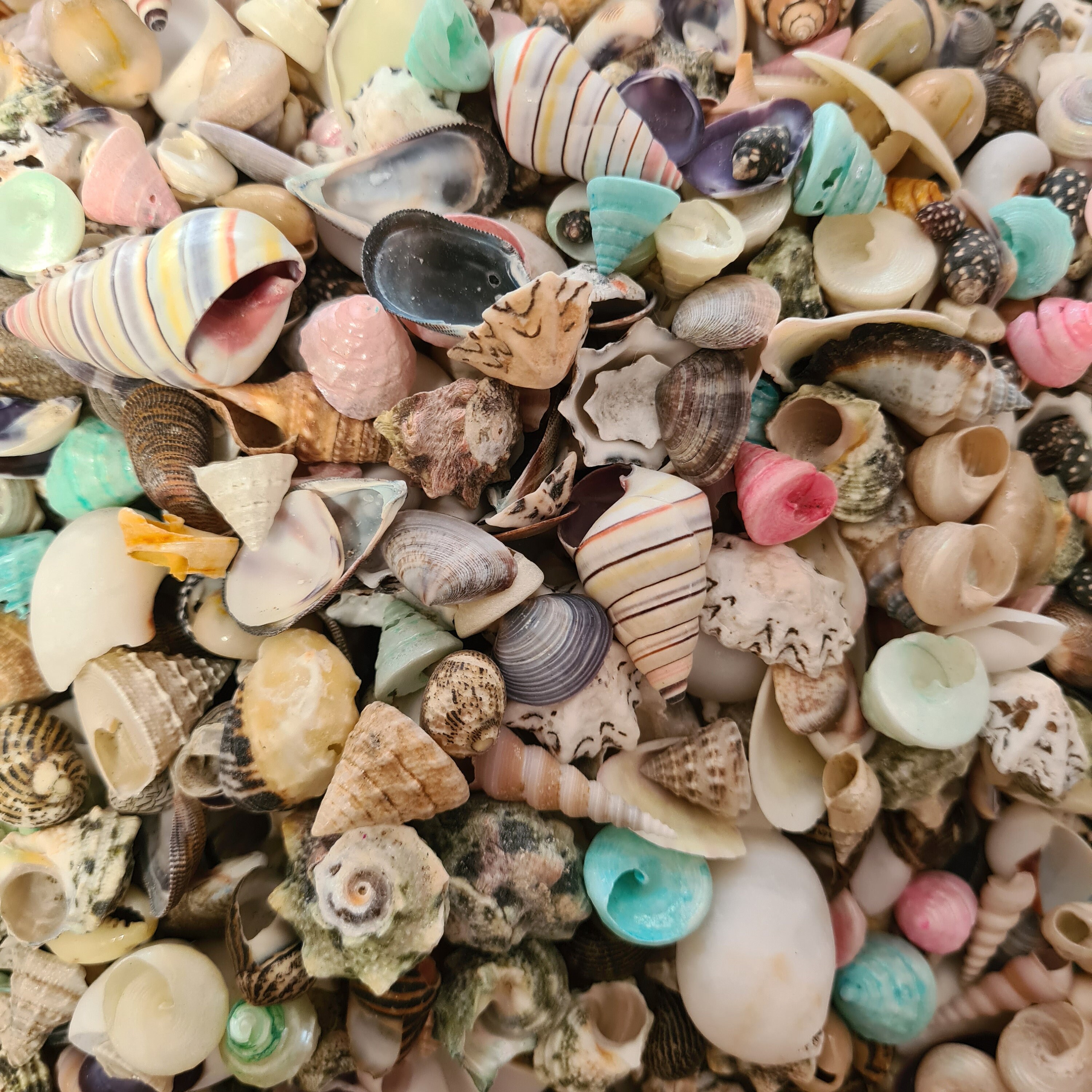 BULK Mixed Small Seashells 500 G (1.1 Lb) Large Bag of Natural Colorful ...