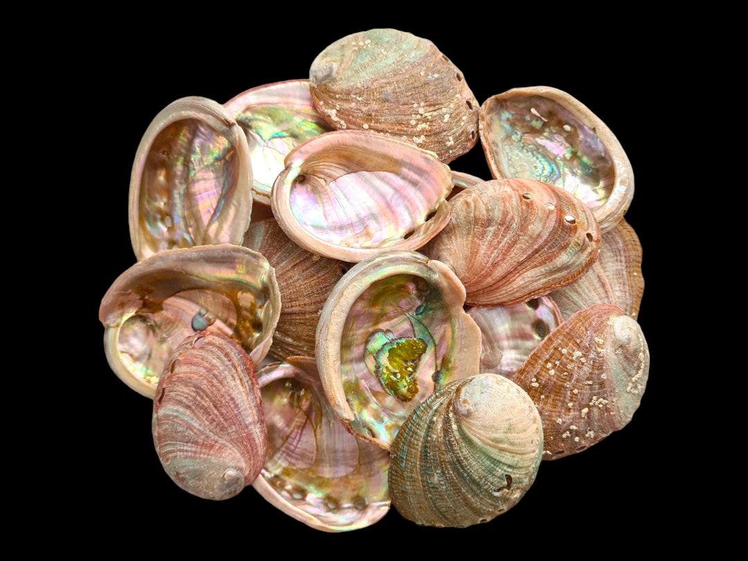 Wholesale 1/2 Lb - 1 Lb Pink Abalone Seashells, Shell Crafts Coastal ...