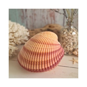 Giant Pink Heart Clam / Cardium Pseudolima / 8-10cm / Collectable Giant ...