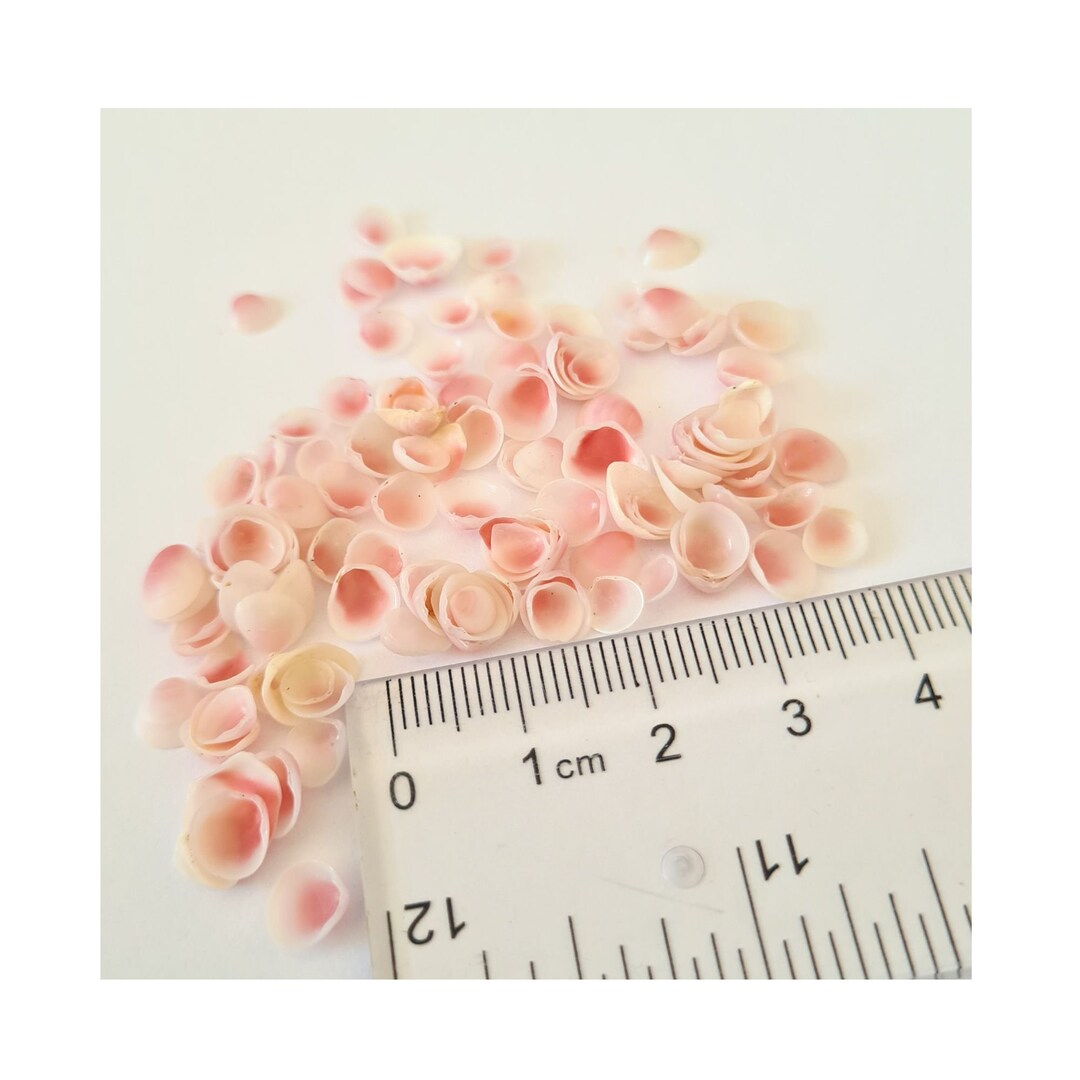 Apple Blossom Sea Shells, Tiny Pink Petal Shells, Shell Art, Weddings ...