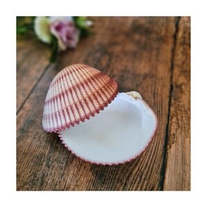 Giant Pink Heart Clam / Cardium Pseudolima / 8-10cm / Collectable Giant ...