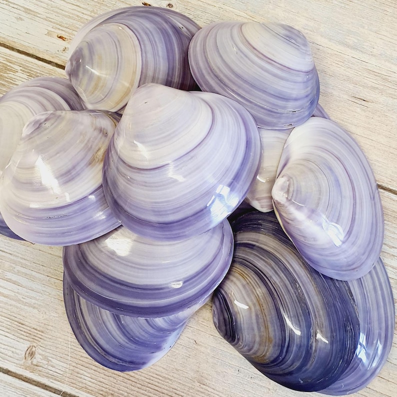 Polished Purple Quahog Clam Shell Half – 3–4