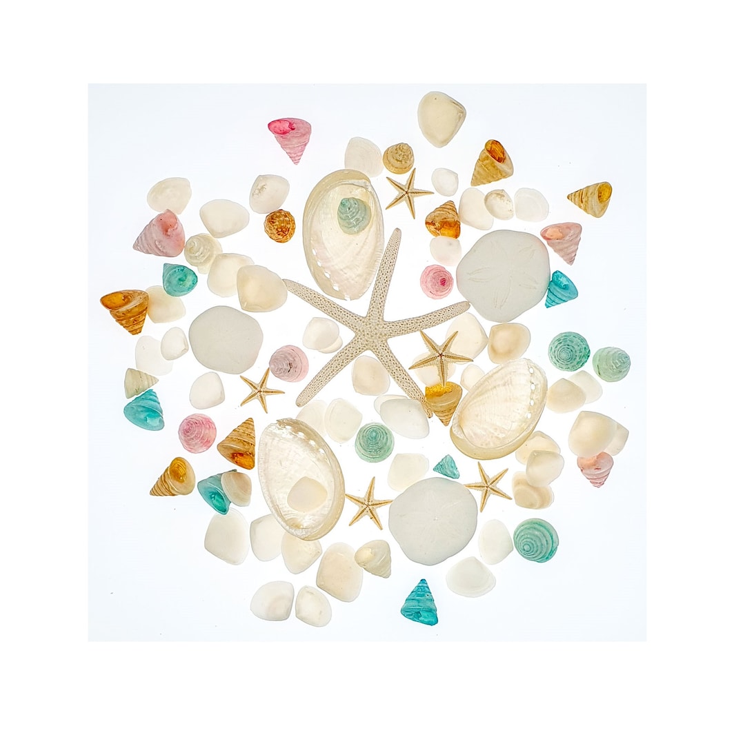 White Pearly Pastel Sea Shells + Starfish Wedding Craft Shells 90-100g ...