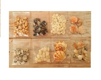 Candy Fan Shells - Etsy