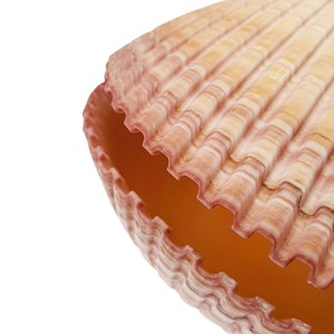 Giant Pink Heart Clam / Cardium Pseudolima / 8-10cm / Collectable Giant ...