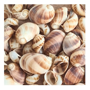 Pretty Spiral Seashells / Natural Moon Shells / Hermit Crab Sea Shells ...