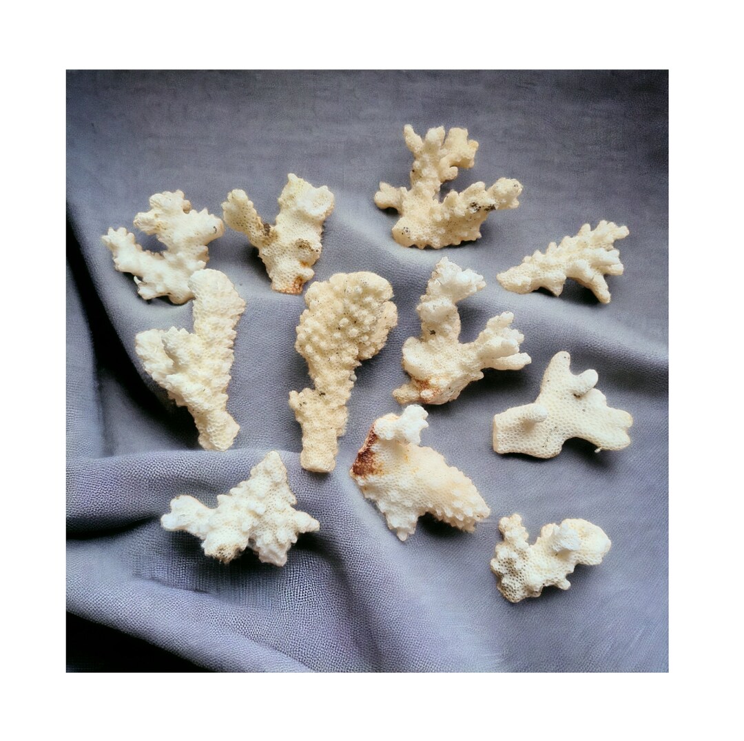 White Coral, White Coral Decor, Coral Beach Decor, Coral Decor, Natural ...