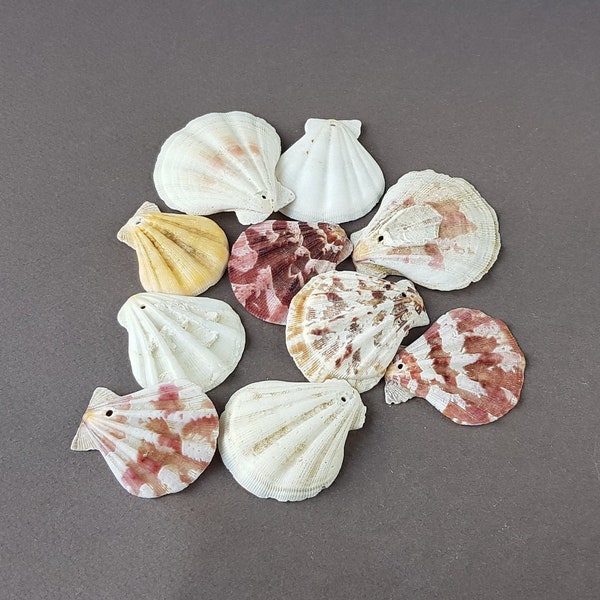 Craft Shells With Holes - Etsy