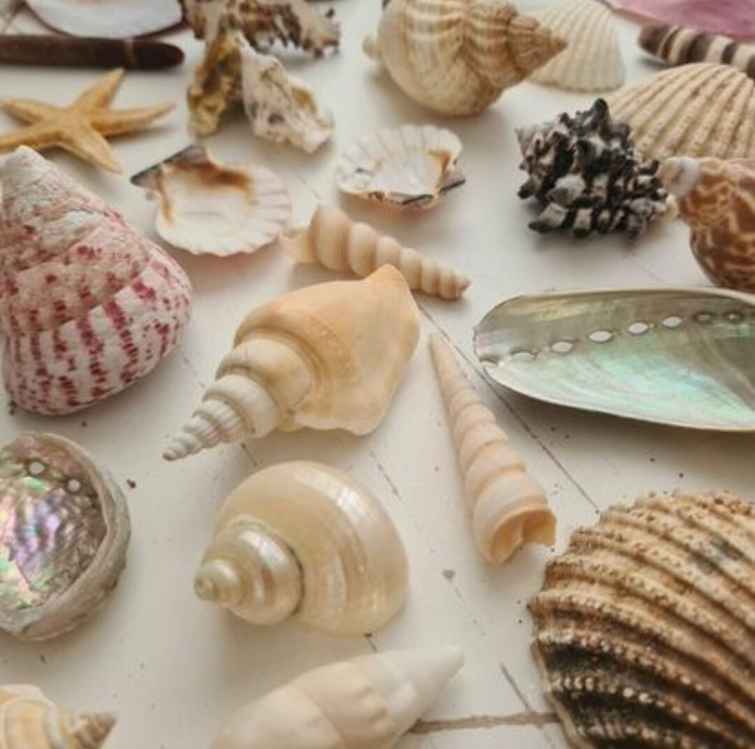 50 X Mixed Seashells and Starfish Including Rare & Pearlized Shells ...