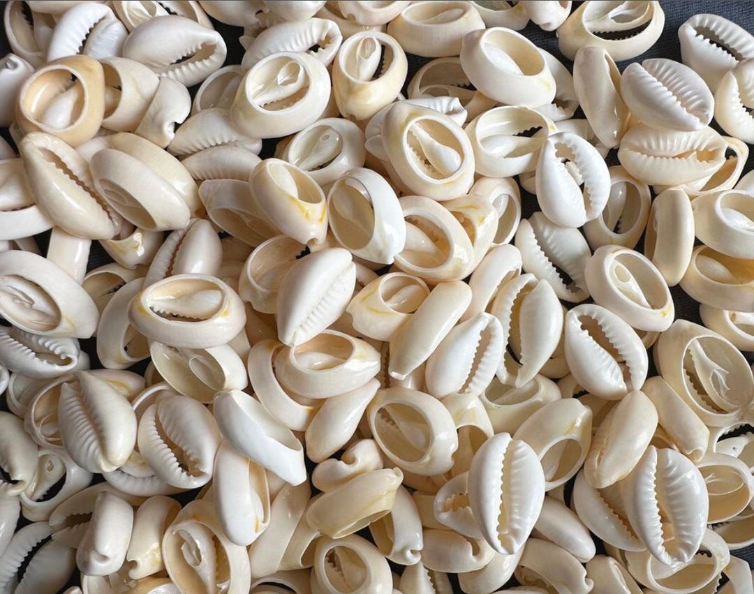 Real Cowrie Shells / Cut Ready for Jewelry Making & Crafts / Shells ...