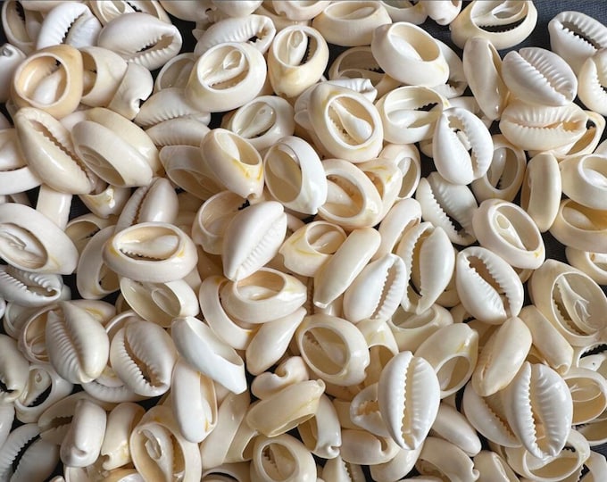 Real Cowrie Shells / Cut Ready for Jewelry Making & Crafts / Shells ...