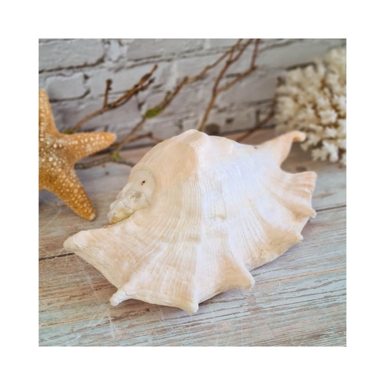 Lambis Truncata Big Sea Shell 24-26cm / Seashell Accent / Beach Style ...